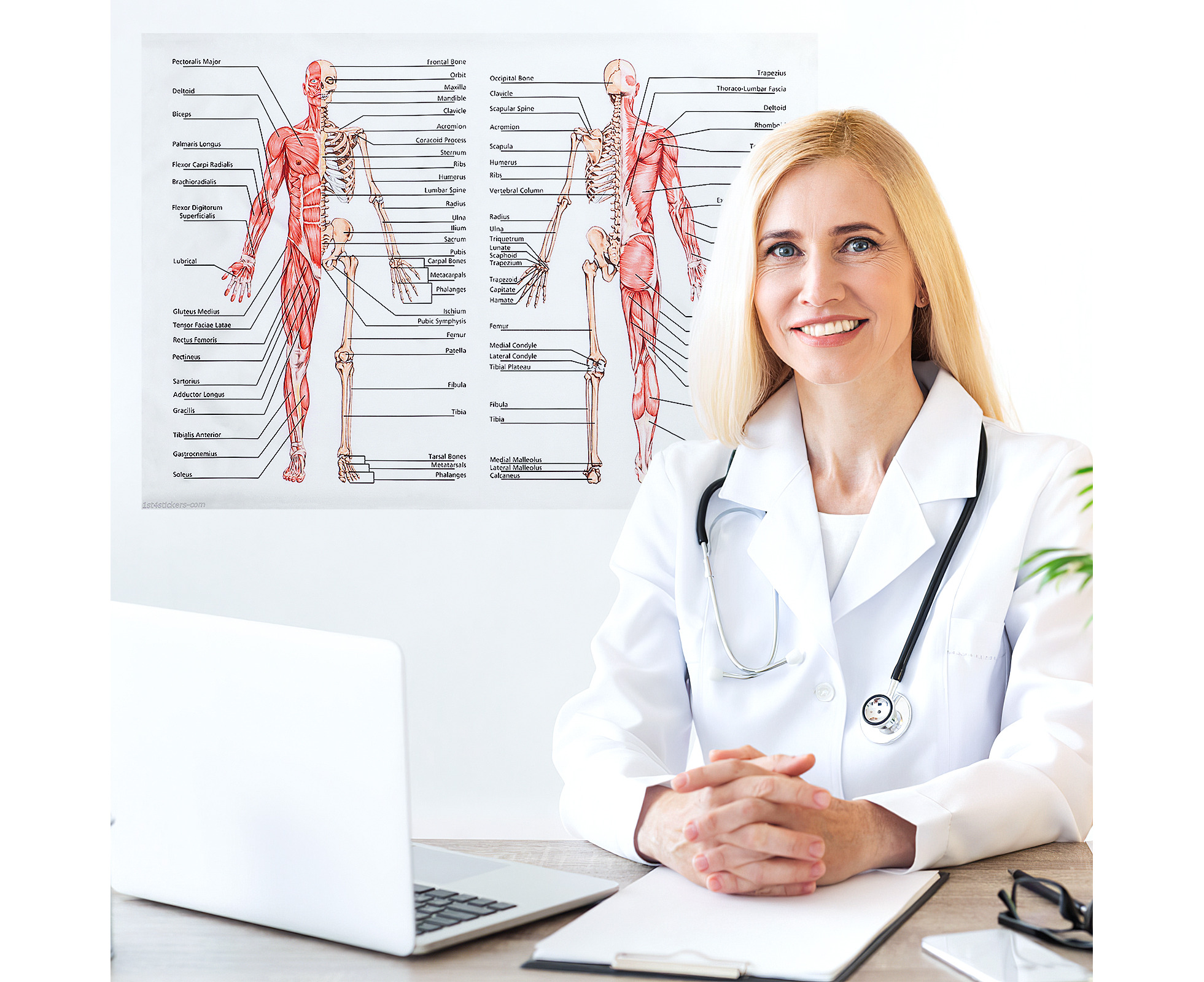 1pc Human Anatomy Poster Muscular System Skeleton System Poster Wall ... 1pc Human Anatomy Poster Muscular System Skeleton System Poster Wall ...